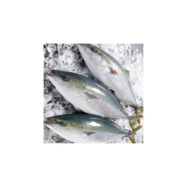 天候に左右される為、水揚げ次第のお届けとなります。