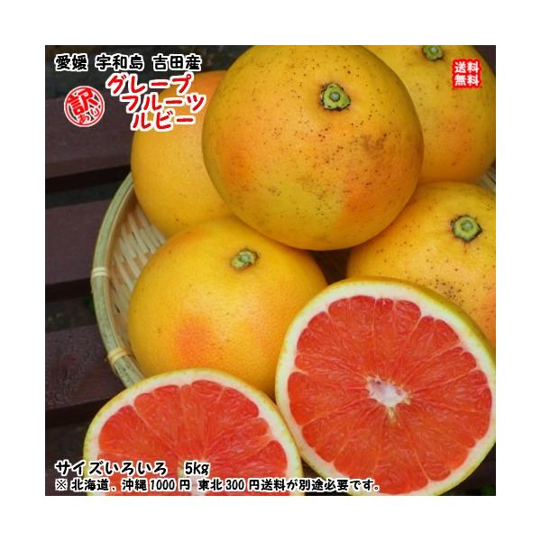 愛媛 宇和島 吉田産 訳あり 【 グレープフルーツ（ルビー） 】 5kg 宇和海の幸問屋 送料無料◆グレープフルーツ（ルビー）とは？普通のみかんと比べると大きめで甘さや酸味の他に、ほろ苦さがあるのが特徴です。「ルビー」はいわゆる「ピンクグレ...