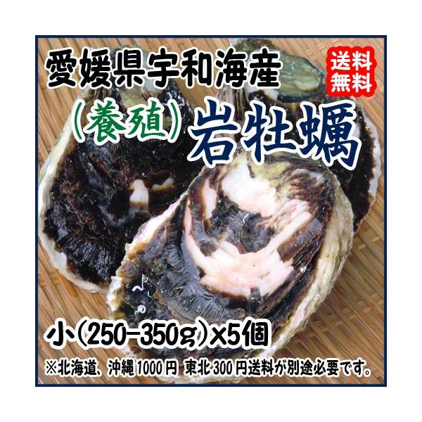 愛媛県産 岩牡蠣