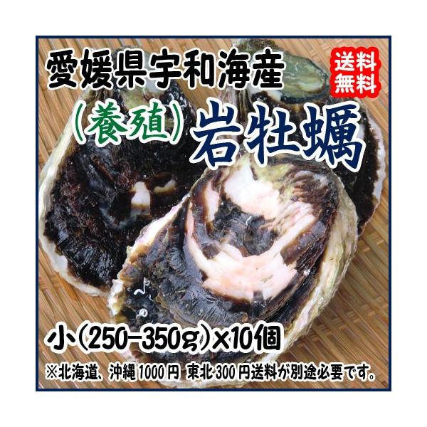 愛媛県産 岩牡蠣