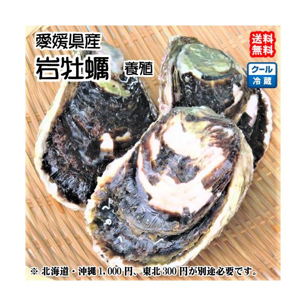 愛媛県産 岩牡蠣