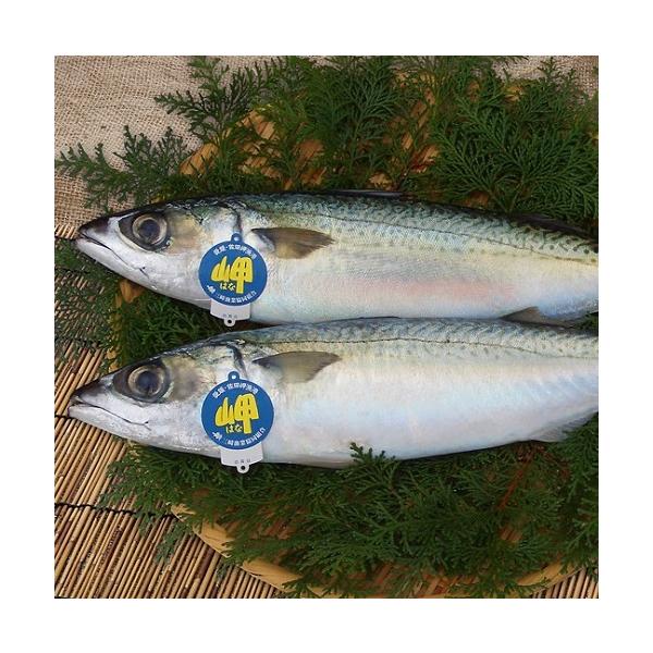 天然物の為、水揚げ次第のお届けとなります。