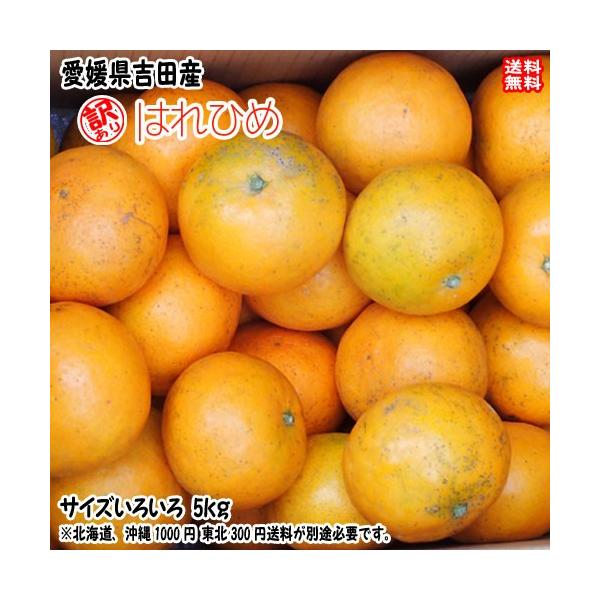 【発売日：2024年01月05日】愛媛 宇和島 吉田産 訳あり 【 はれひめ 】 5kg 宇和海の幸問屋 送料無料