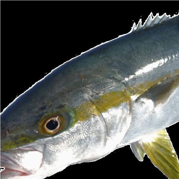 愛媛産 【 ヒラマサ （平政） 】（4-5kg）下処理済み 浜から直送 送料無料 宇和海の幸問屋