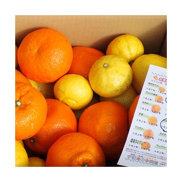 【発売日：2025年01月15日】愛媛 宇和島 吉田産 訳あり 【 いろいろ柑橘詰合せ 】 10kg 宇和海の幸問屋 送料無料