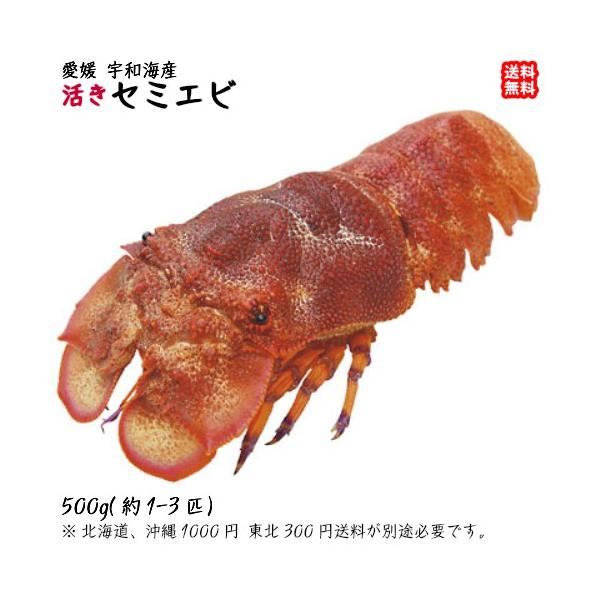 【発売日：2023年10月01日】***お届け予定について*** 天然物のため水揚げがあり次第の発送となります。