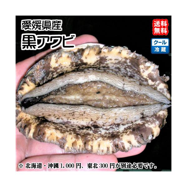 天然物の為、水揚げ次第のお届けとなります。
