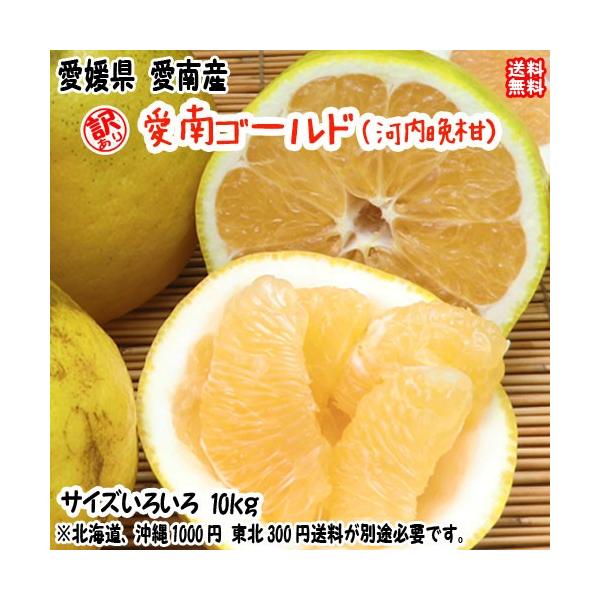 愛媛 愛南町産 【 河内晩柑 （ 愛南ゴールド ） 】 （ 訳あり 10kg ） 爽やかジューシーな夏の柑橘 農地直送 送料無料 宇和海の幸問屋