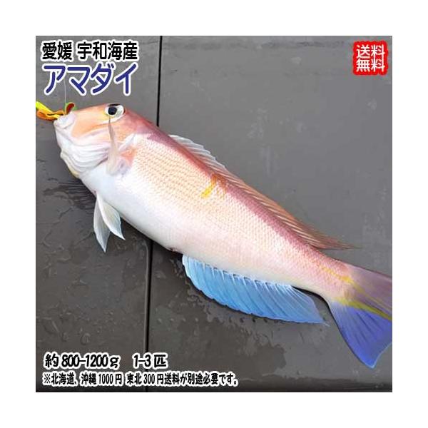 甘鯛 アマダイ 1~3匹で約800~1200g 刺身 煮魚 焼魚 干物 浜から直送 送料無料 北海道・沖縄・東北は別途送料 宇和海の幸問屋
