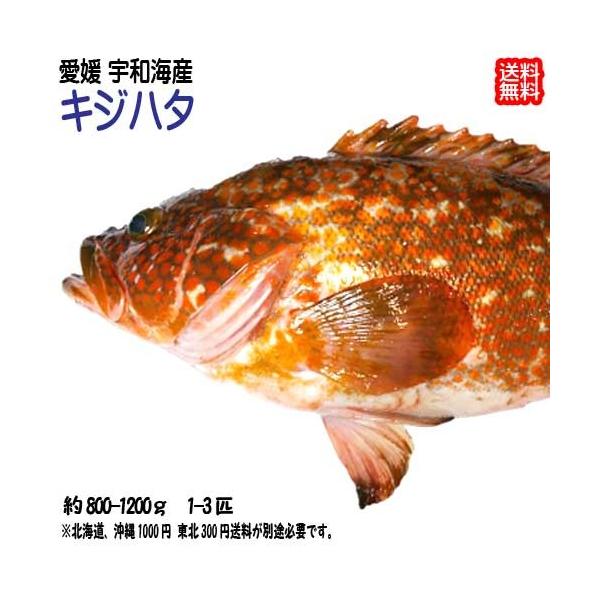 愛媛 ( キジハタ ) 約800-1200g（1-3匹) 刺身 煮魚 焼魚 干物 送料無料 宇和海の幸問屋