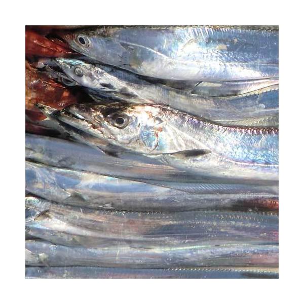 愛媛 ( タチウオ ) 天然一本釣り 大 2~3匹で1800~2000g 浜から直送 送料無料 宇和海の幸問屋