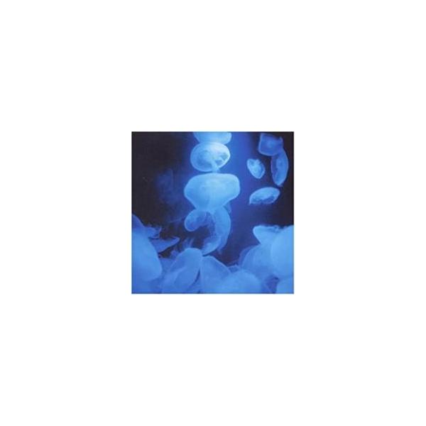(出演) 姫神 (ジャンル) CD、音楽 邦楽 ジャズ・ブルース (入荷日) 2025-06-14