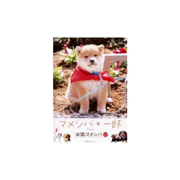 【中古】 マメシバ・一郎 from 幼獣マメシバ [レンタル落ち] [DVD]本商品はジャケット(紙)とディスクを不織布に入れて、緩衝材に包んでの発送となります。本商品はレンタル落ち商品になります●ジャケット(紙)・ディスクには、管理シール...