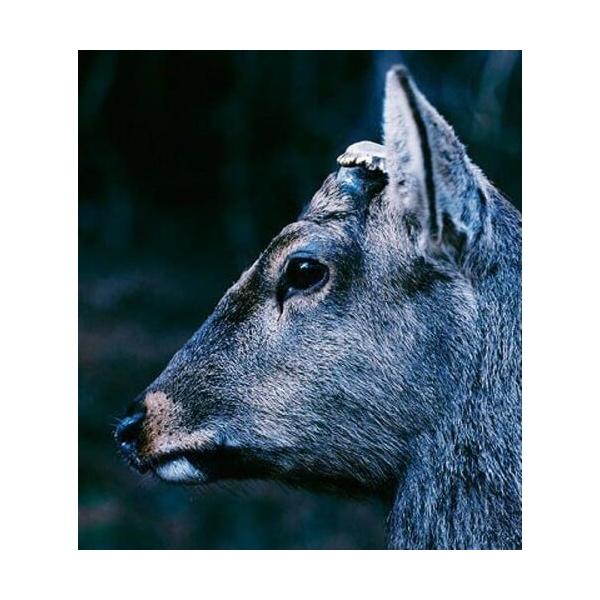 種別:CD/アルバム発売日:2012/06/20収録曲: / 反逆する風景 / 孤独の発明 / Tremolo+Delay / 向こう岸が視る夢 / All I Understand Is That I Don’t Understand /...