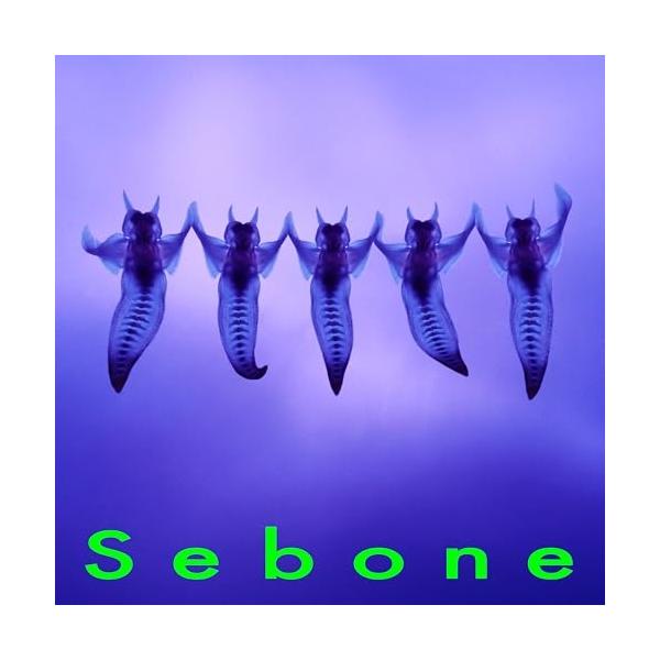 【発売日：2026年03月25日】種別:CD/アルバム発売日:2026/03/25収録曲: / あげない