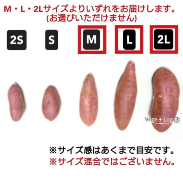 大分県特産 高糖度さつまいも 「甘太くん」 B品 約5kg M~2Lサイズ サイズおまかせ 訳あり ご家庭用 ブランドさつまいも 蜜芋 本州送料無料 | ベジタスログ | SitePromo