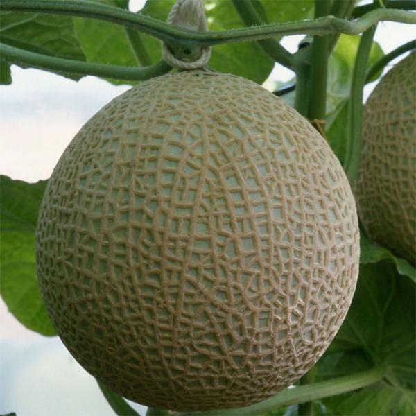 【発売日：2023年03月01日】品質にこだわりたいなら、この逸品を。そして、産地はもちろん、静岡県温室農業協同組合、MEROXメロックス静岡より出荷されたマスクメロンをご用意致します。クラウンメロン、又は、アローマメロンのどちらかを選んで...