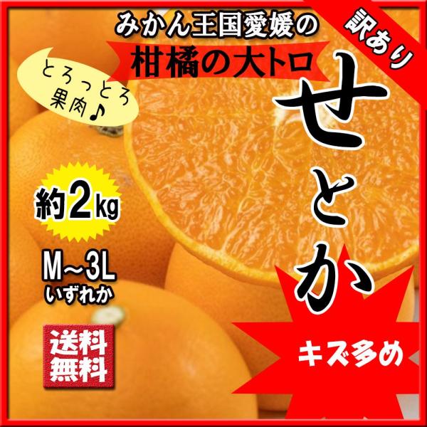 【発売日：2023年02月01日】せとか 訳あり キズ多め 愛媛県産 柑橘の大トロ S〜3L 約2ｋｇ 送料無料※こちらは訳あり品です。表面の変色・葉傷・黒点・浮皮の影響で、味のばらつきも生じる可能性がございます。ご了承ください。（届いた直...