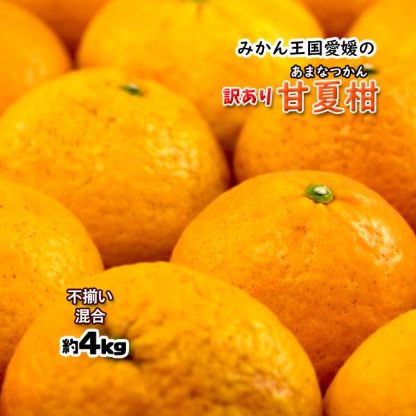 【発売日：2019年01月18日】甘夏 甘夏柑 愛媛県産 あまなつ 不揃い 混合 いずれか 約4ｋｇ 送料無料さわやかな甘さとほんのり苦みが、初夏の疲れた身体にぴったりの「あまなつ」。正に初夏を旬を迎えるという、日本人にありがたい柑橘です。...