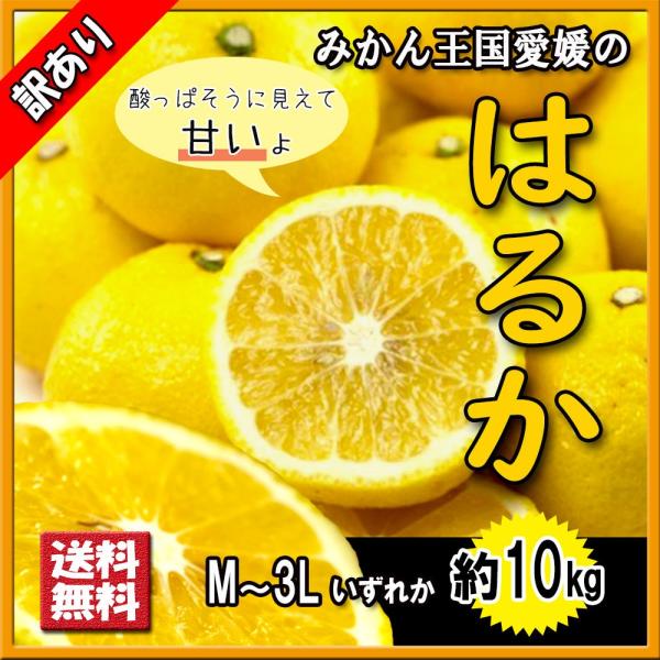 【発売日：2019年01月18日】はるか 訳あり 箱買い きれいです 希少柑橘 送料無料 愛媛県産 約 10ｋｇ S〜3Ｌ酸っぱそうで実は良い感じの甘味をもつ、はるか春を感じる希少柑橘です。はるかは、果実の形が扁球で、果皮色が黄色く、酸味の...