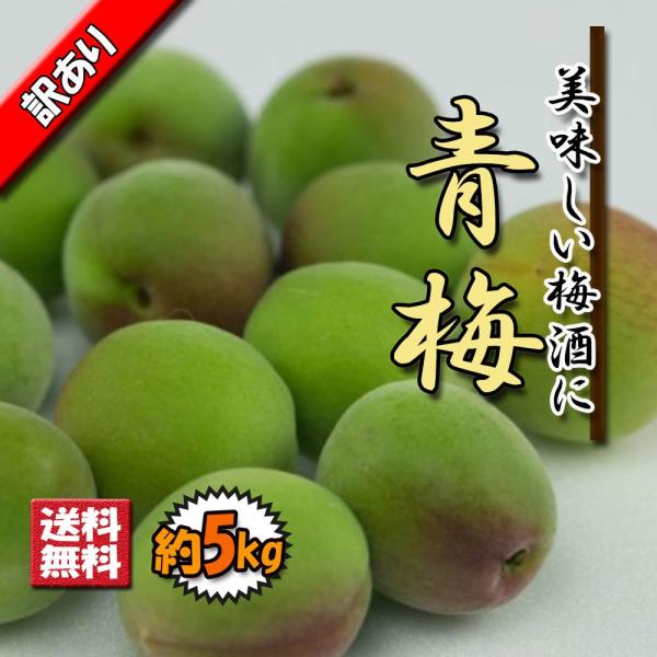 青梅 訳あり うめ 梅 梅酒用 生梅 愛媛県産 約5ｋｇ キズ多め 送料無料香り高い鶯宿（おうしゅく）を中心とした青梅です。梅酒にもってこいの品種・品質です！※青梅の重量は、梱包時に計量した数値です。お届けまでに水分が放出されていく性質を持...