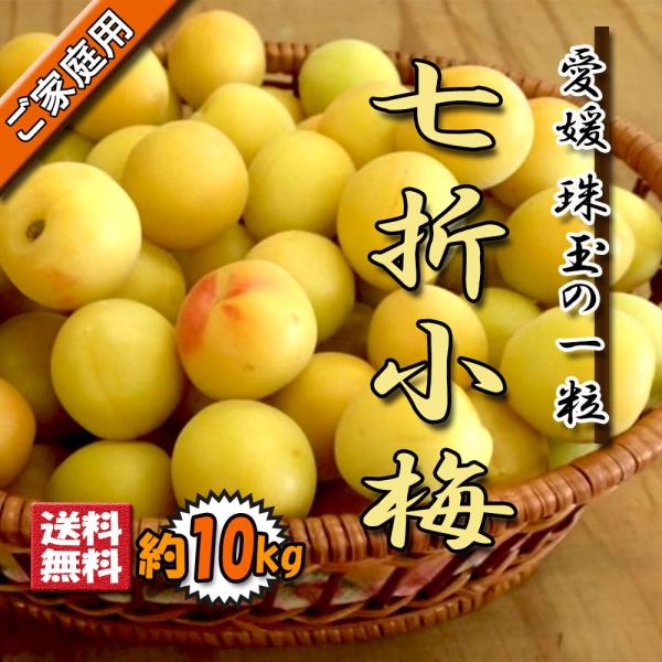 【発売日：2025年05月28日】七折小梅 家庭用 うめ 梅 梅干し用 七折 小梅 約10ｋｇ 送料無料 気温が高く、湿度が高い地域・愛媛県伊予郡砥部町。梅の栽培に最適な環境をもつ七折地区。ここで梅栽培に100年以上の長い歴史を持って、いま...