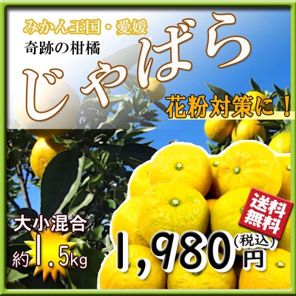 ジャバラ じゃばら 箱買い 邪払 奇跡の柑橘 1.5ｋｇ 愛媛県産 送料無料商品名:ジャバラ 生果実原産地：愛媛県産内容量：約1.5ｋｇ 大小混合「奇跡の柑橘」として名高い、愛媛県産 ジャバラ。アレルギーの多い現代人の救世主です。ジャバラは...