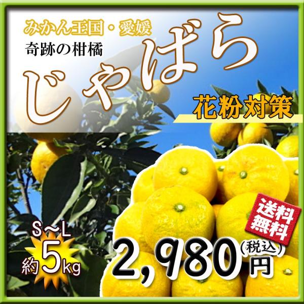 【発売日：2018年11月14日】ジャバラ じゃばら 箱買い 邪払 奇跡の柑橘 5ｋｇ 愛媛県産 送料無料商品名:ジャバラ 生果実原産地：愛媛県産内容量：約5ｋｇ Ｓ〜Ｌのいずれか<br>「奇跡の柑橘」として名高い、愛媛県産 ジ...