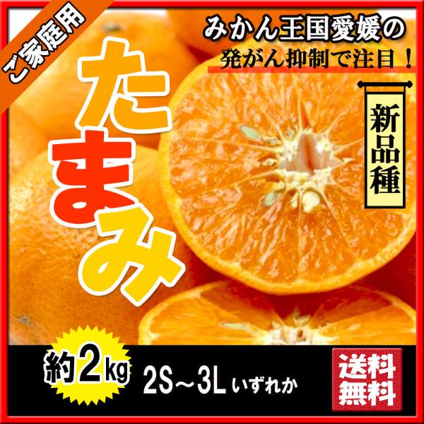 【発売日：2019年01月18日】たまみ 家庭用 みかん 新品種 箱買い 愛媛県産 送料無料 2ｋｇ 2S-3Ｌ※新品種です。甘くて美味しい味をお試しください。「清見」とアメリが生まれの柑橘「ウィルキング」を合わせて作られた、オレンジ様の強...