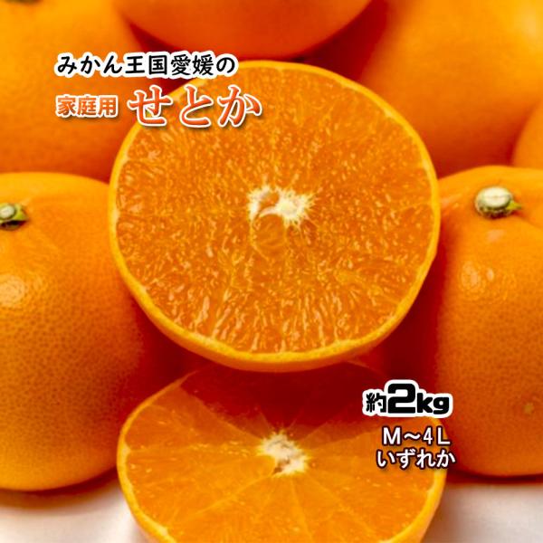 【発売日：2024年01月22日】贈答にも最高品種として君臨する、愛媛県産「せとか」登場です。みかんの大トロと言われるほどトロトロ果肉。大玉果実で、糖度が高く、食味良好の柑橘です。果皮は橙色から濃橙色、果面はなめらかで美しく、外皮も薄く浮き...