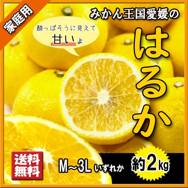 はるか 家庭用 箱買い 希少柑橘 送料無料 愛媛県産 2ｋｇ Ｍ〜3Ｌ酸っぱそうで実は良い感じの甘味をもつ、はるか春を感じる希少柑橘です。はるかは、果実の形が扁球で、果皮色が黄色く、酸味の少ないぷるっとした果肉が特徴です。レモンのような果肉...
