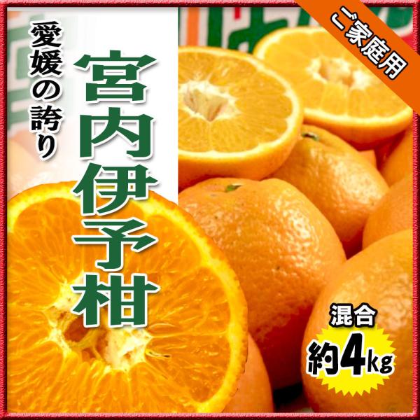 伊予柑 訳あり いよかん 箱買い 宮内伊予柑 宮内いよかん 4kg サイズ混合 送料無料※こちらは家庭用訳あり品です。表面の傷・変色・大きさ不揃い・果汁が少ないなどがあるものが含まれます。すがすがしい香りとたっぷり果汁の伊予柑。中でも宮内伊...