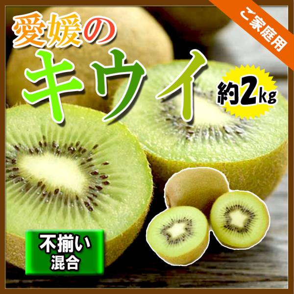 キウイ 国産 ヘイワードキウイ 愛媛県産 家庭用 グリーンキウイ 送料無料 約2ｋｇキウイの生産日本一の愛媛県。その歴史は長く、すでに戦後には他県の農家を募り、生産を共有していたほどです。みかんで有名な愛媛ですが、キウイの生産に適した土壌で...