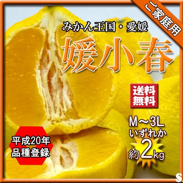 【発売日：2019年01月18日】媛小春 ひめこはる 家庭用 愛媛県産 新品種 清見 M〜3L 約2ｋｇ 送料無料※こちらは家庭用品質です。表面の変色・葉傷・黒点・浮皮・味のばらつきなどあります。ご了承ください。愛媛県が開発したオリジナル品...