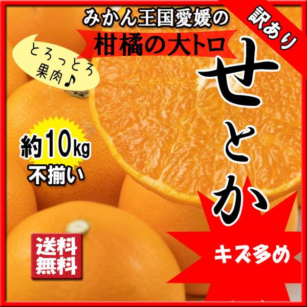 せとか 訳あり 家庭用 キズ多め 愛媛県産 柑橘の大トロ  大きさ不揃い 混合約 10ｋｇ※こちらは訳あり品です。表面の変色・葉傷・黒点・浮皮・味のばらつきなどあります。皮が向きにくい場合はナイフで切ってお召し上がりください。（届いた直後は...