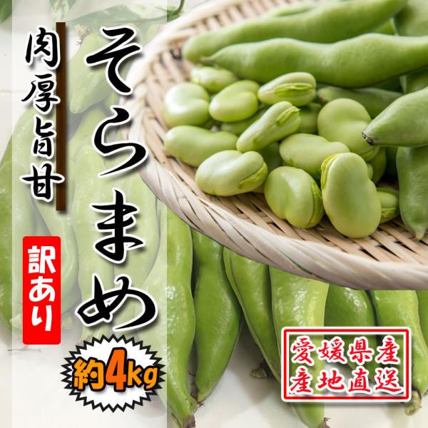 【発売日：2018年05月04日】そらまめ 箱買い 蚕豆 ソラマメ 肉厚 ホクホク まとめ買い 5kg 送料無料愛媛県産のほくほくソラマメ。温暖多湿な愛媛の気候で美味しく育ったそら豆です。こちらは訳あり品です。皮の変色・葉傷があります。また...