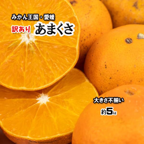 【発売日：2023年01月13日】あまくさ 箱買い 天草 訳あり 親品種 約5ｋｇ※こちらは大きさ不揃いの訳あり品です。（サイズ指定不可） 「天草（あまくさ）」は、「清見タンゴール」と「興津早生みかん」を掛け合わせた品種に「ページオレンジ」...