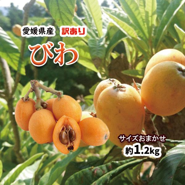 びわ 訳あり ビワ 箱買い 愛媛県産 枇杷 1200グラム 送料無料 初夏の恵み・「びわ」。一年中温暖なここ・愛媛県では、果物も甘く育ち、旨味も深く、食べ応えあります。※こちらは葉傷・色むら・形の不揃いなどが顕著にある「訳あり」です。※冷蔵...