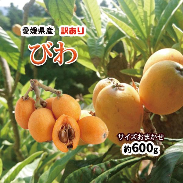 びわ 訳あり ビワ 箱買い 愛媛県産 枇杷 600グラム 送料無料 初夏の恵み・「びわ」。一年中温暖なここ・愛媛県では、果物も甘く育ち、旨味も深く、食べ応えあります。※こちらは葉傷・色むら・形の不揃いなどが顕著にある「訳あり」です。※冷蔵便...