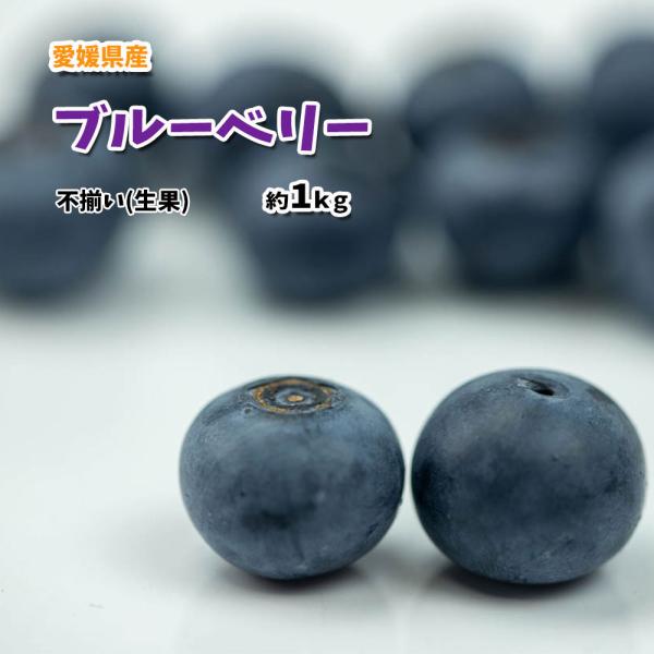 ブルーベリー 家庭用 不揃い 約1ｋｇ 愛媛県産 生果※色むら・葉傷・大きさの不揃いなどがございます。ジャムやお料理に活用できるブルーベリー。愛媛県産の美味しさを是非お試しください生産地：愛媛県品名：ブルーベリー内容量：1ｋｇ　不揃い