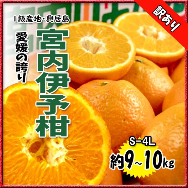 伊予柑 訳あり いよかん 箱買い 宮内伊予柑 興居島産 宮内いよかん S-4Ｌ 約9-10kg サイズ混合 送料無料※こちらは訳あり品です。表面の傷・変色・大きさ不揃い・果汁が少ないなどがあるものが含まれます。みかんの島から、さわやかな宮内...