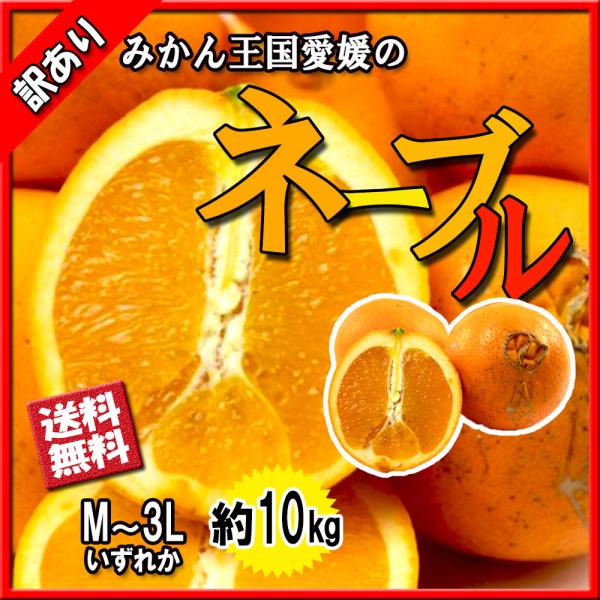 【発売日：2019年01月15日】ネーブル 訳あり 箱買い 無農薬 ネーブルオレンジ オレンジ 愛媛県産 10ｋｇ 送料無料※こちらは訳あり品です。表面の葉傷・変色・黒点・形や大きさの不揃いなどがあります。ネーブルとは、「へそ」を意味する言...