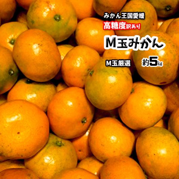 【発売日：2024年12月19日】みかん 訳あり 箱買い 高糖度みかん 愛媛みかん Mサイズ限定 約5ｋｇ ご家庭用 送料無料もっとも市場価値の高いMサイズ限定の販売ページです。内容：愛媛みかん原産地：愛媛県内容量：5kg Mサイズ糖度があ...