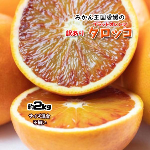 タロッコ 訳あり ブラッドオレンジ 箱買い 愛媛県産 送料無料 2ｋｇサイズ不揃いイタリアを原産地とするブラッドオレンジ「タロッコ」。寒い季節が苦手な品種ですが、近年の温暖化により、日本でも美味しく実るようになりました。愛媛の一部の温暖な土...
