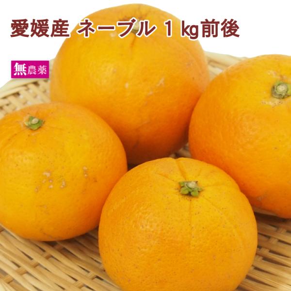 無農薬栽培　ネーブルオレンジ　1kg前後 産地：愛媛