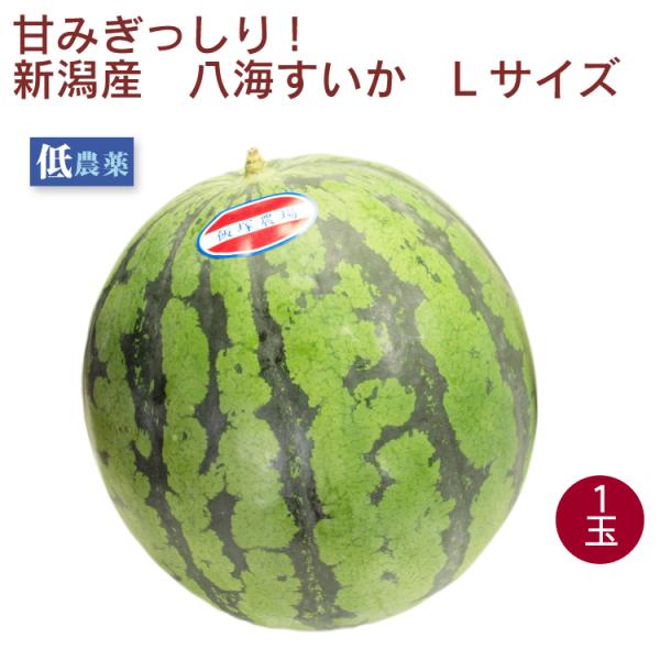 八海すいか　Ｌサイズ生産者：新潟：飯塚農場