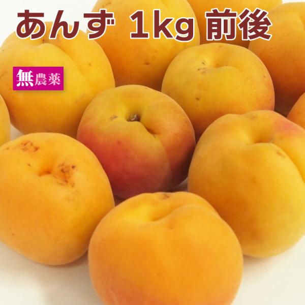 あんず 1kg前後 無農薬栽培 長野産 送料別アプリコット 杏 ジャム お菓子 シロップ漬け