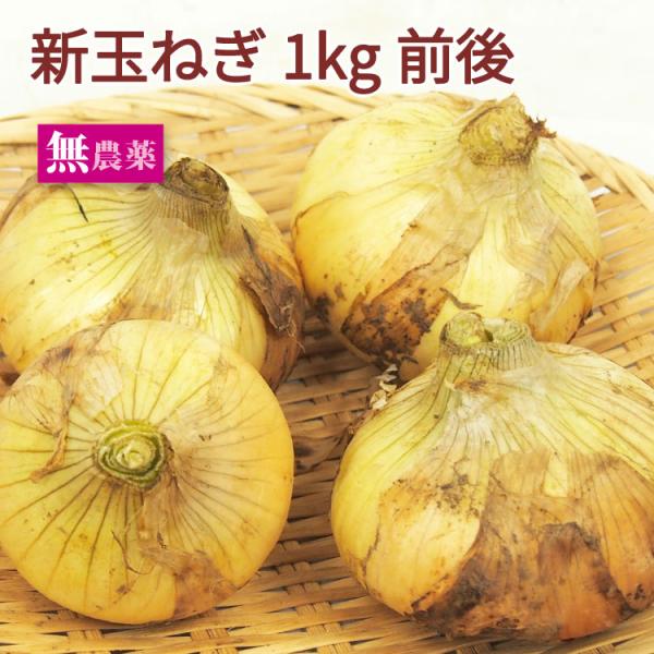 新玉ねぎ1kg前後　無農薬栽培　産地：熊本・長崎