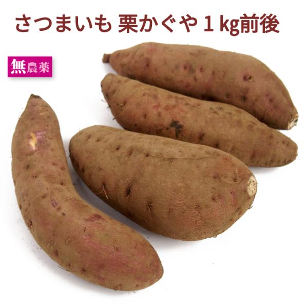 さつまいも 栗かぐや 1kg前後 無農薬栽培 産地：鹿児島