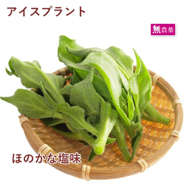 アイスプラント　無農薬栽培　5パック　生産者：千葉　長谷川農園ほのかに塩味がある野菜です。青臭さはなくシャキシャキとした食感です。生でサラダや茹でておひたしでも美味しいです。